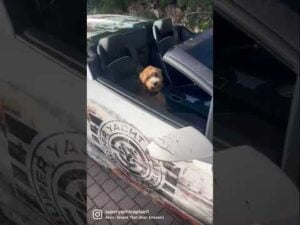 Baller-Dog - SAILING and YACHTING